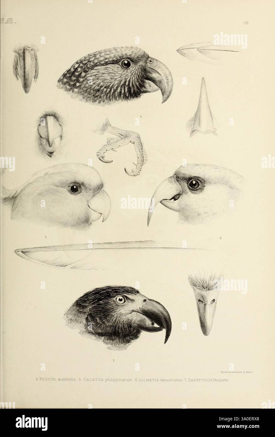 The genera of birds, 1849, bird, birds, behavior ornithology ...