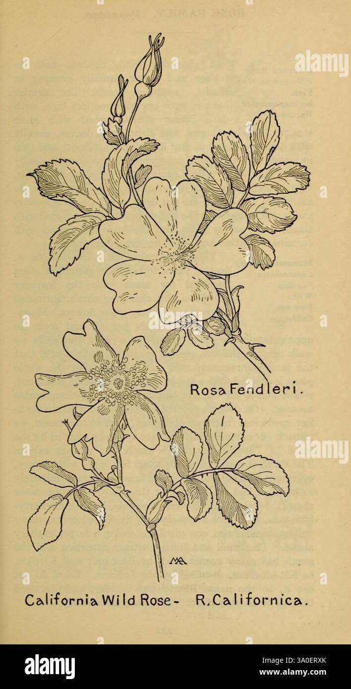 Field book of western wild flowers, New York, 1915, identification ...