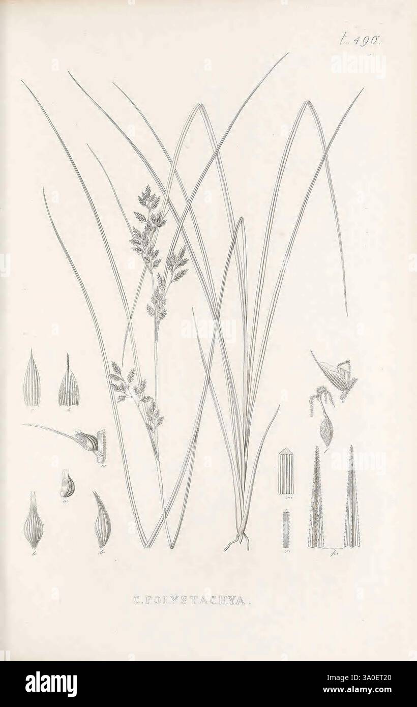 Detailed depiction of elongated grass blades hi-res stock photography ...