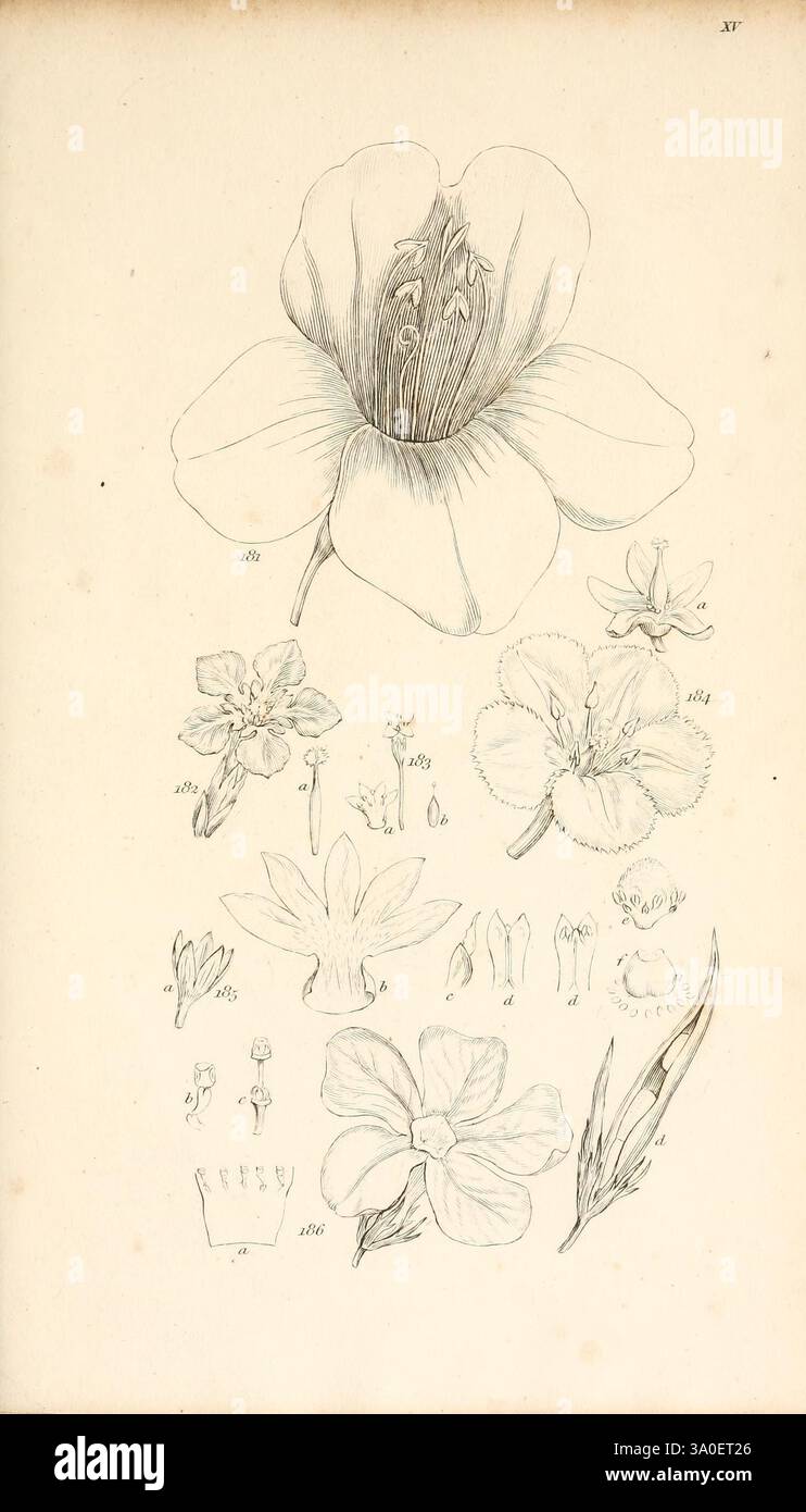 Educational exploration of plant anatomy hi-res stock photography and ...