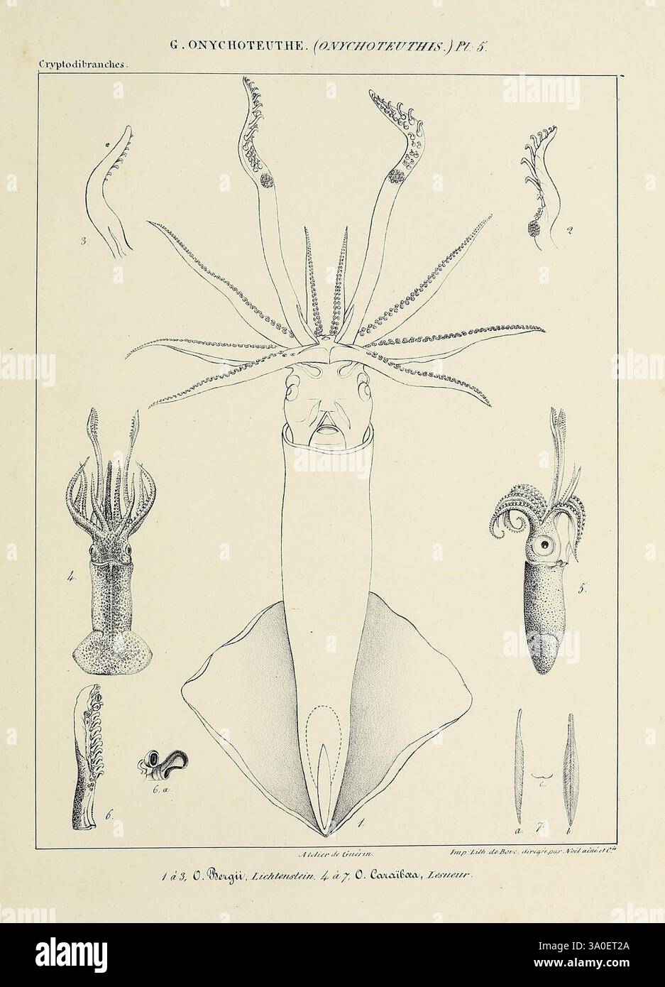This illustration features various species of cephalopods from the ...