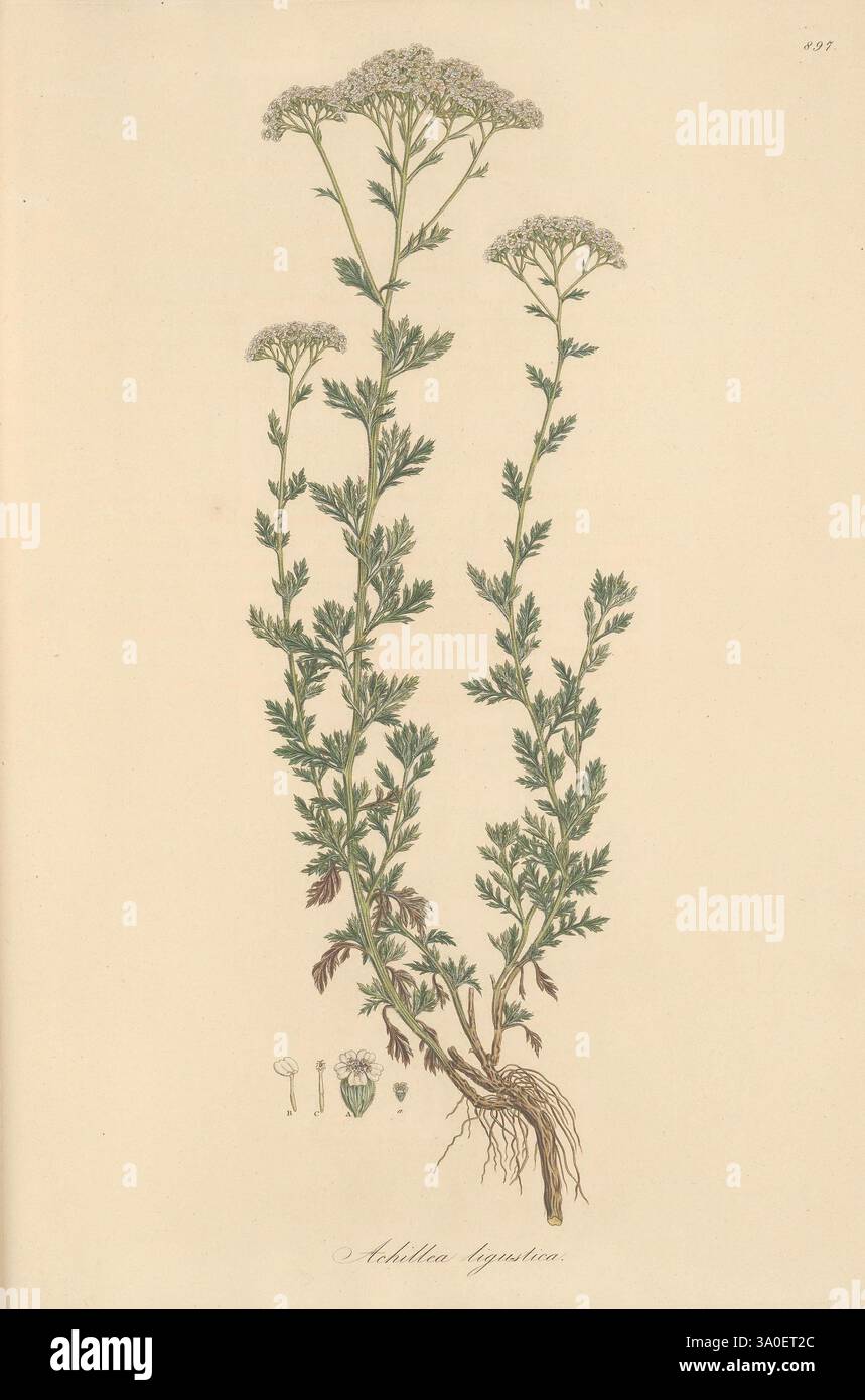 Flora Graeca, sive, Plantarum rariorum historia, quas in provinciis aut ...