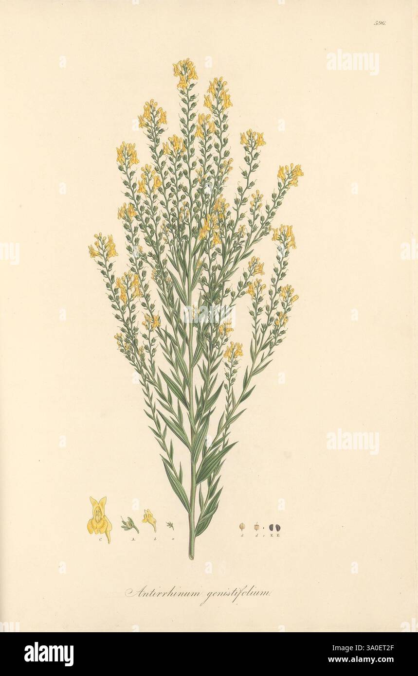Flora Graeca, sive, Plantarum rariorum historia, quas in provinciis aut ...