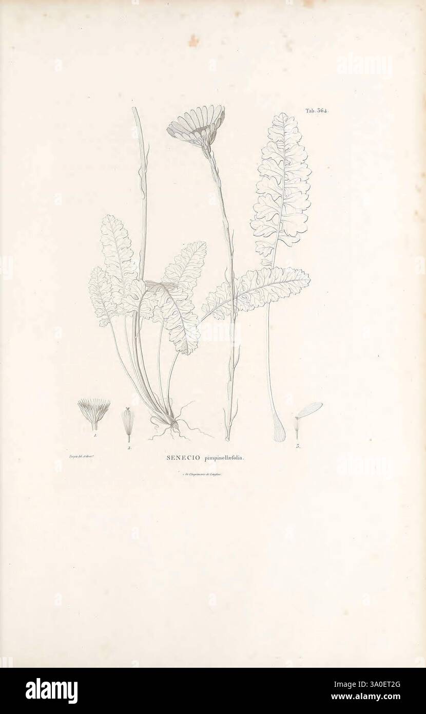 Detailed renderings of distinctive leaves hi-res stock photography and ...