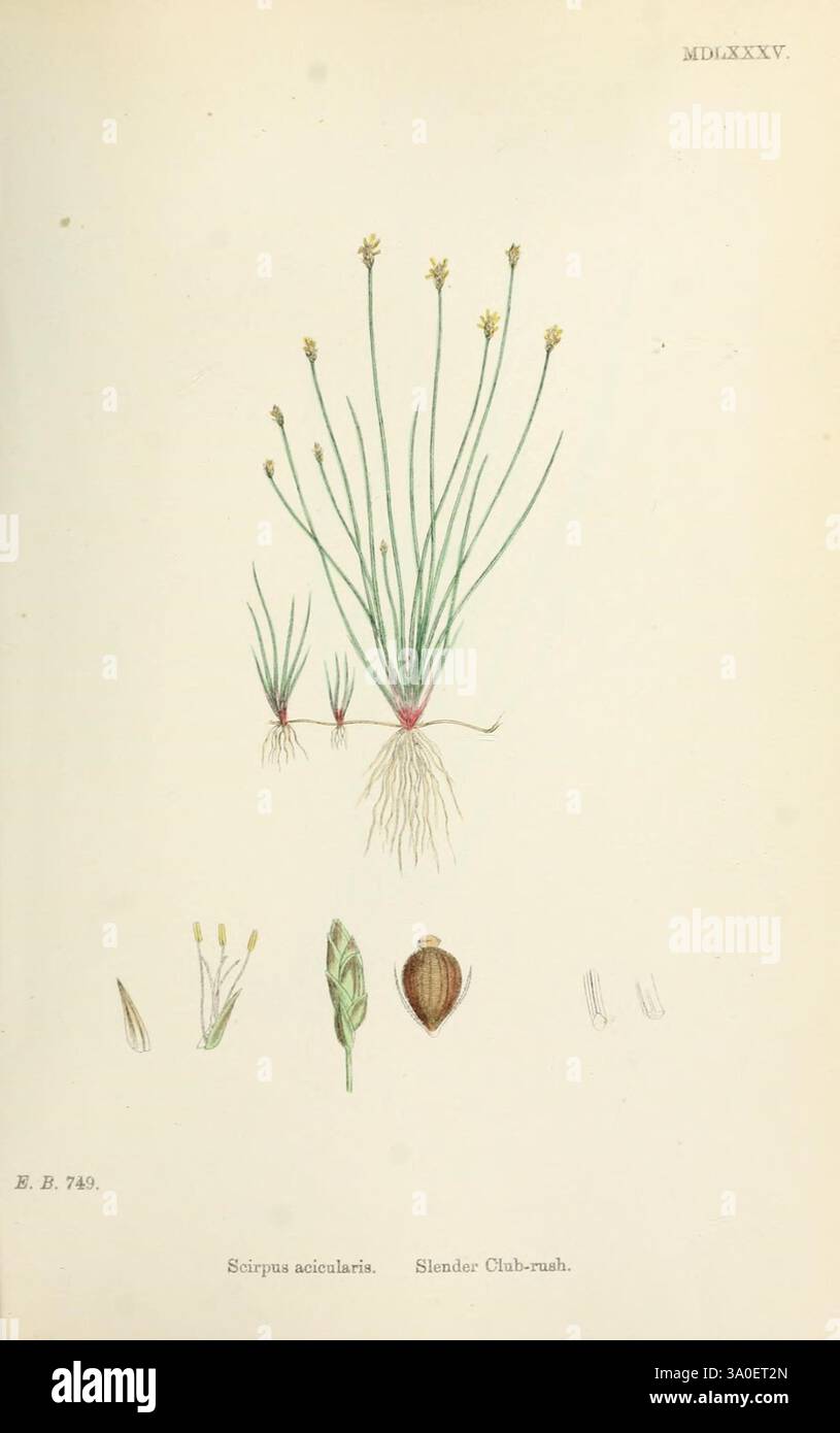 English, botany, Coloured figures of British plants, London, R ...