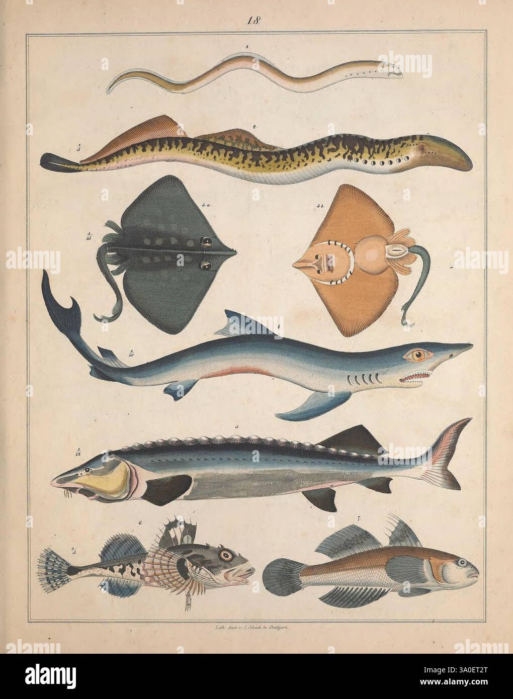 Variety of ray finned species hi-res stock photography and images - Alamy