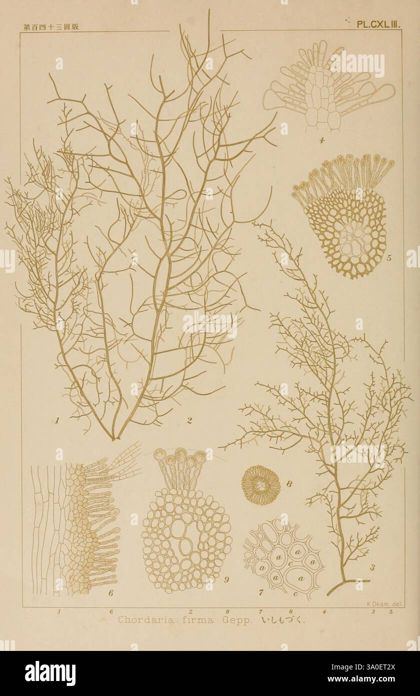Botanical drawings of various types of seaweed hi-res stock photography ...