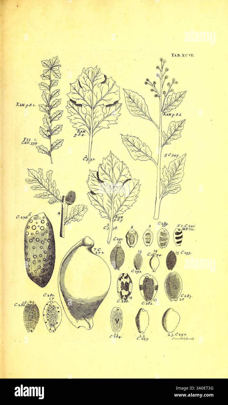 Multiple seed forms hi-res stock photography and images - Alamy