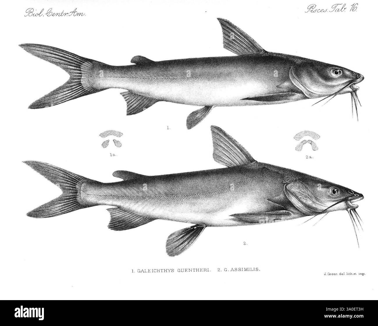 Biologia Centrali-Americana, London, 1879-1915, archaeology, botany ...