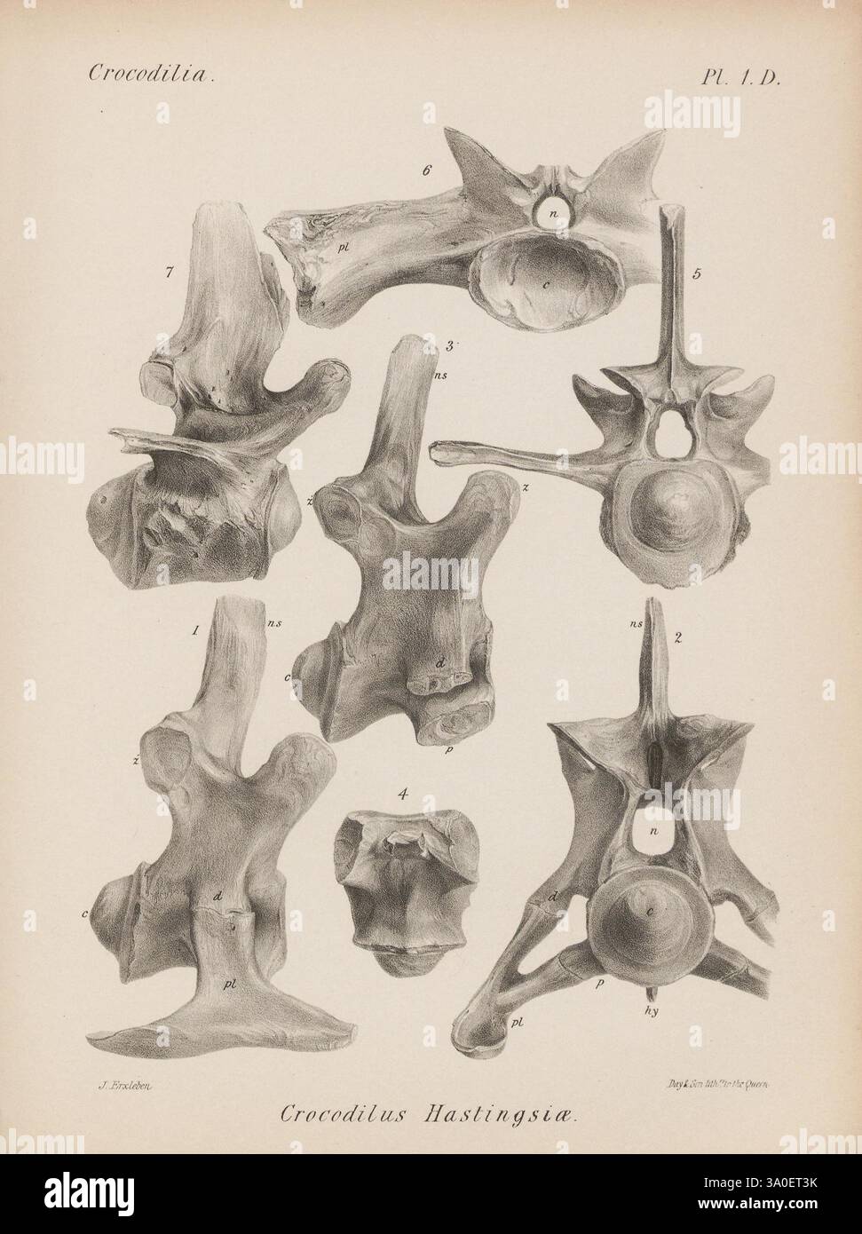 A history of British fossil reptiles, London, Cassell & Company Limited ...