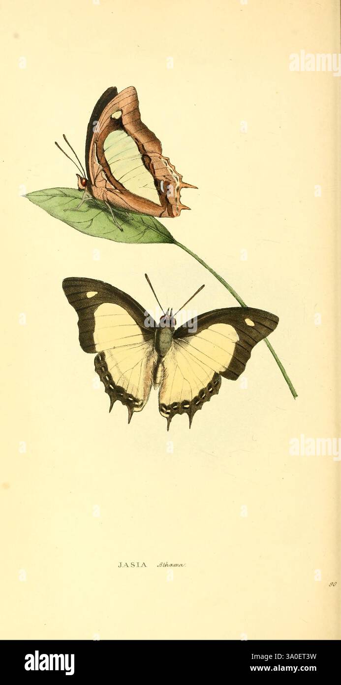 Striking illustration features two butterflies hi-res stock photography ...