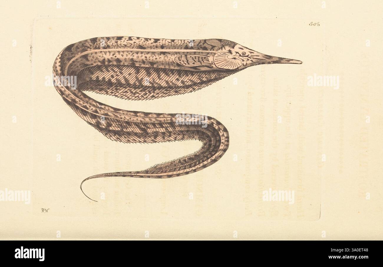 Eels skin texture hi-res stock photography and images - Alamy