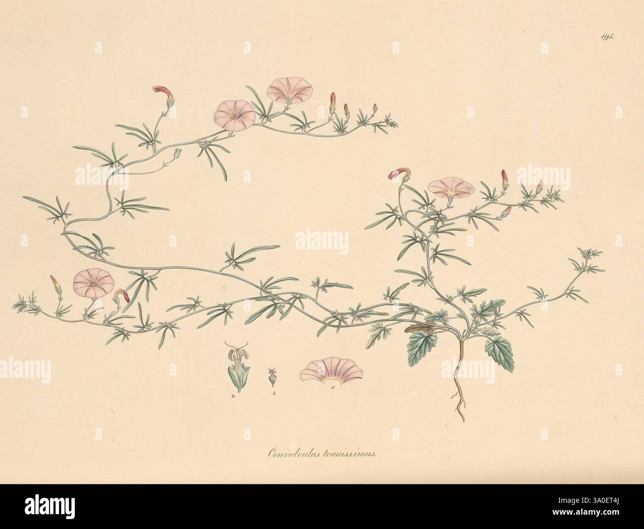 Flora Graeca, sive, Plantarum rariorum historia, quas in provinciis aut ...