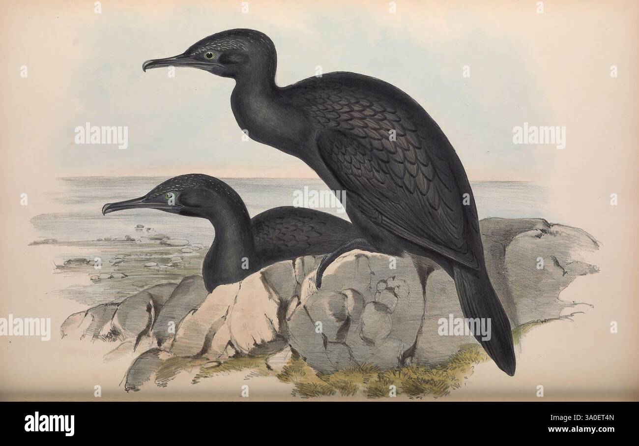 Distinctive profiles hi-res stock photography and images - Alamy