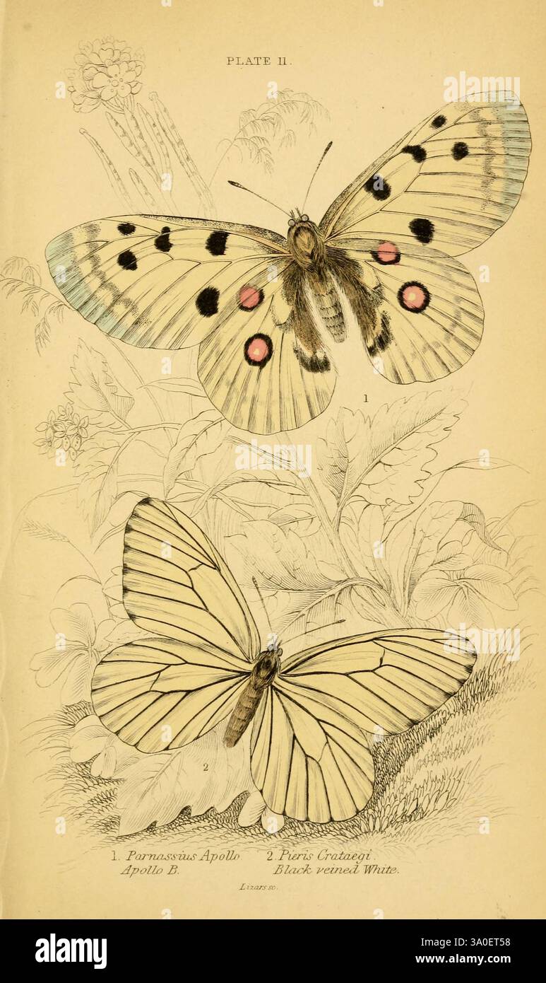 The natural history of British butterflies, Dublin, S. Highley, 1840 ...