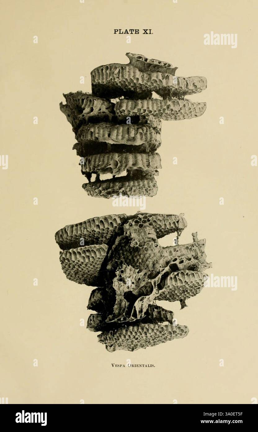 Of multiple layers of wasp nests hi-res stock photography and images ...
