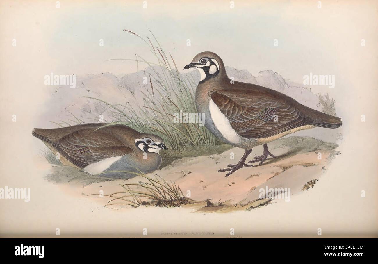 The birds of Australia. London, Printed by R. and J. E. Taylor pub. by ...