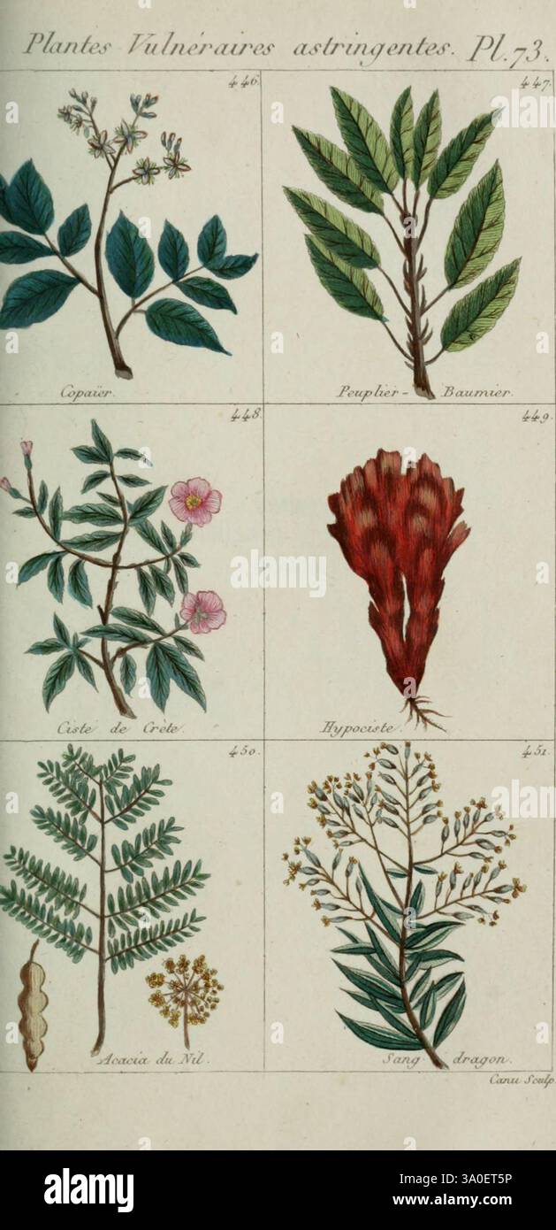 Various plants renowned hi-res stock photography and images - Alamy