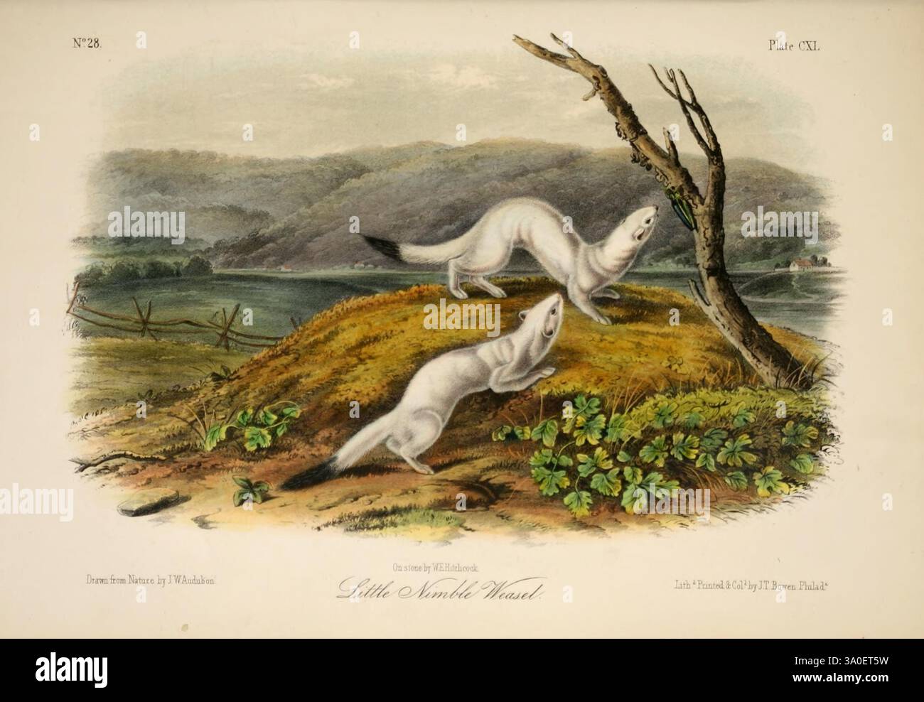 Depiction of two nimble weasels playfully exploring hi-res stock ...