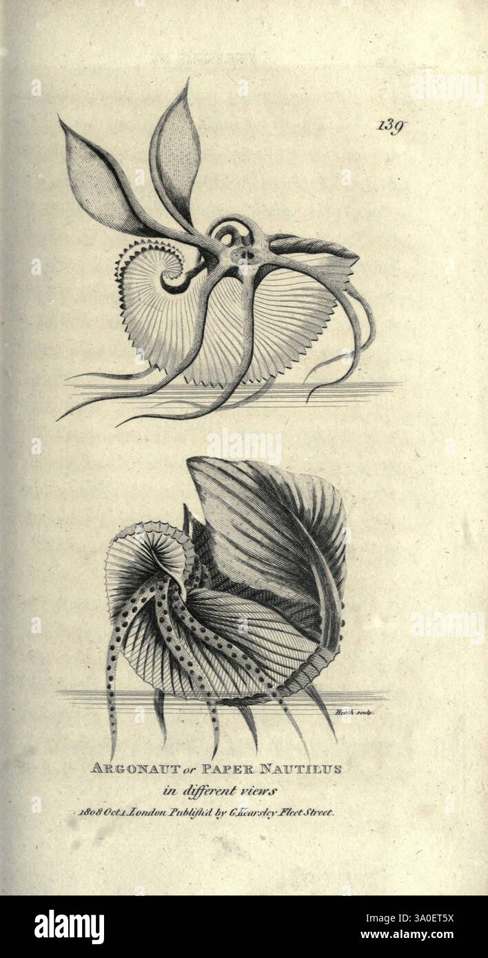 Defined fin structures hi-res stock photography and images - Alamy