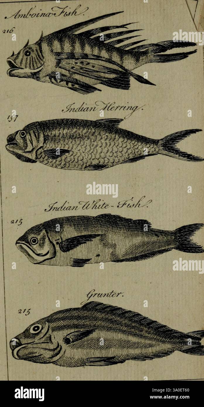 Detailed arrangement of various fish species hi-res stock photography ...