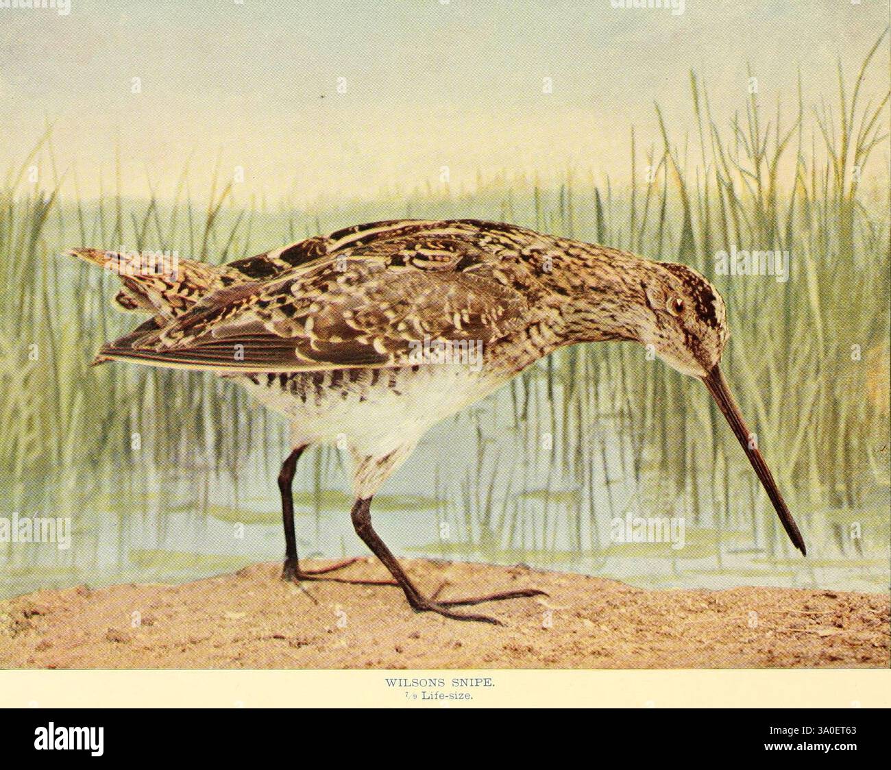 Beautiful mix of browns hi-res stock photography and images - Alamy