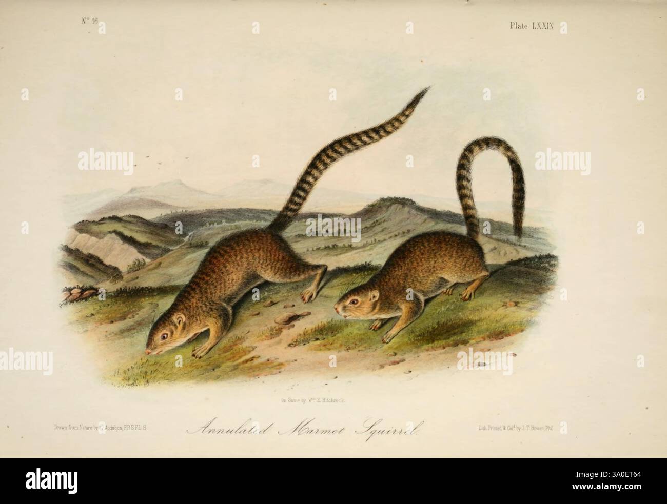 1851 54 mammals hi-res stock photography and images - Alamy