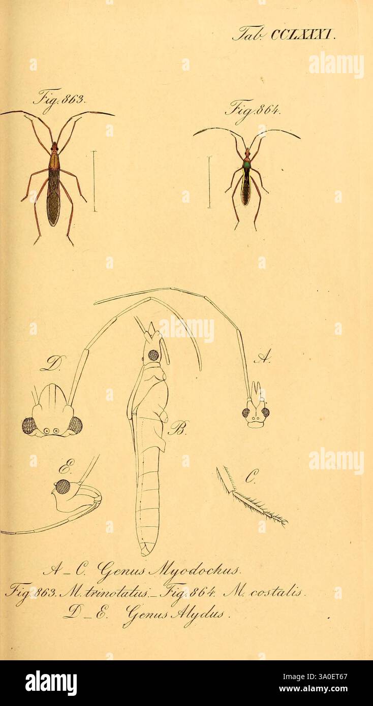 Drawings of two distinct insect forms hi-res stock photography and ...