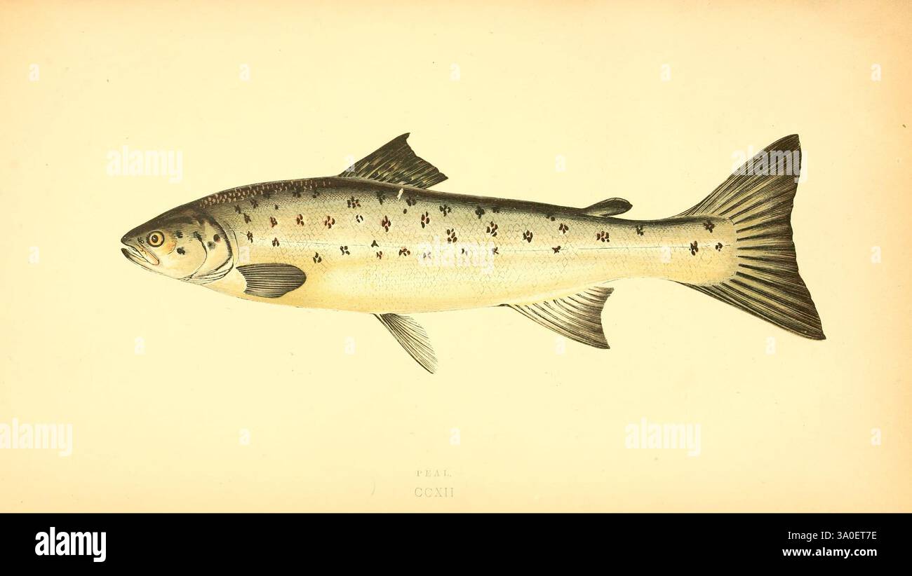 A history of the fishes of the British Islands, 1862-65, Great Britain ...