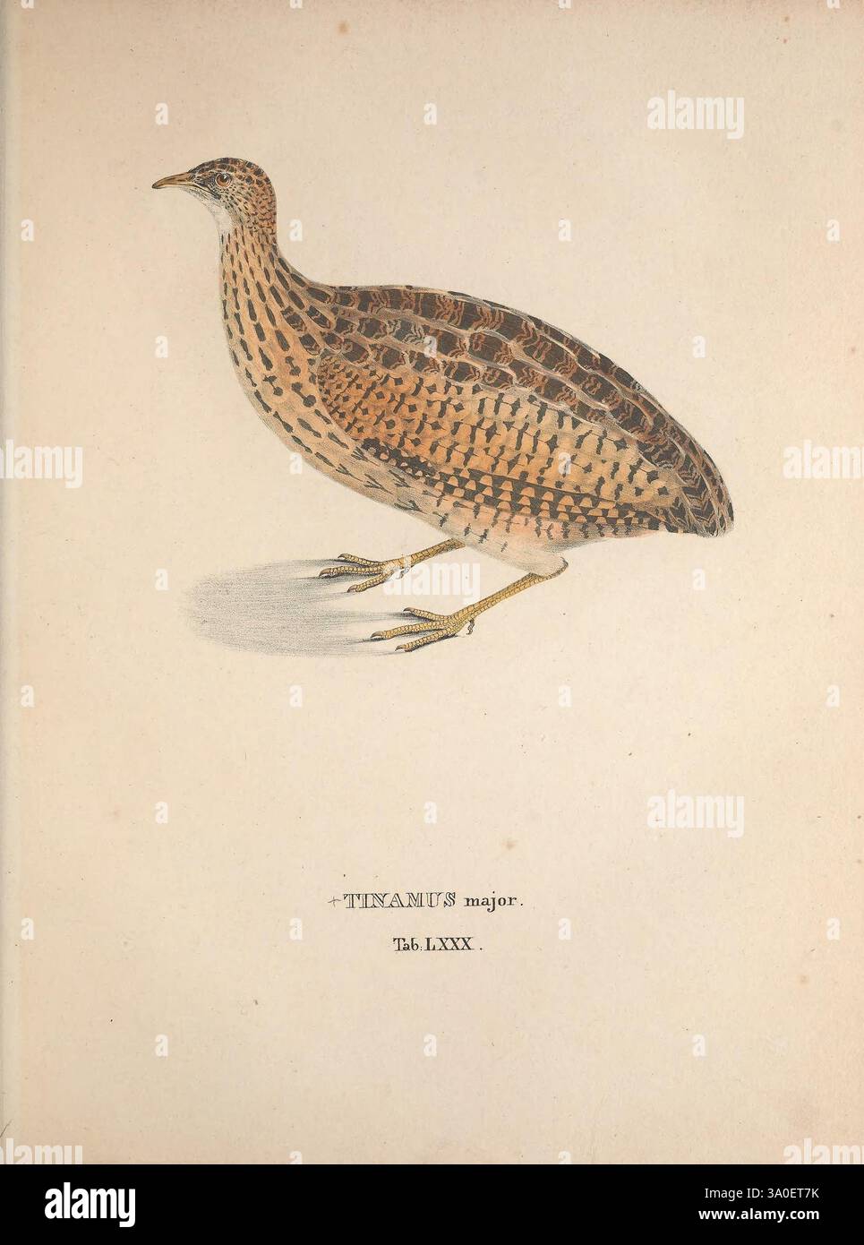 Tinamus major description hi-res stock photography and images - Alamy