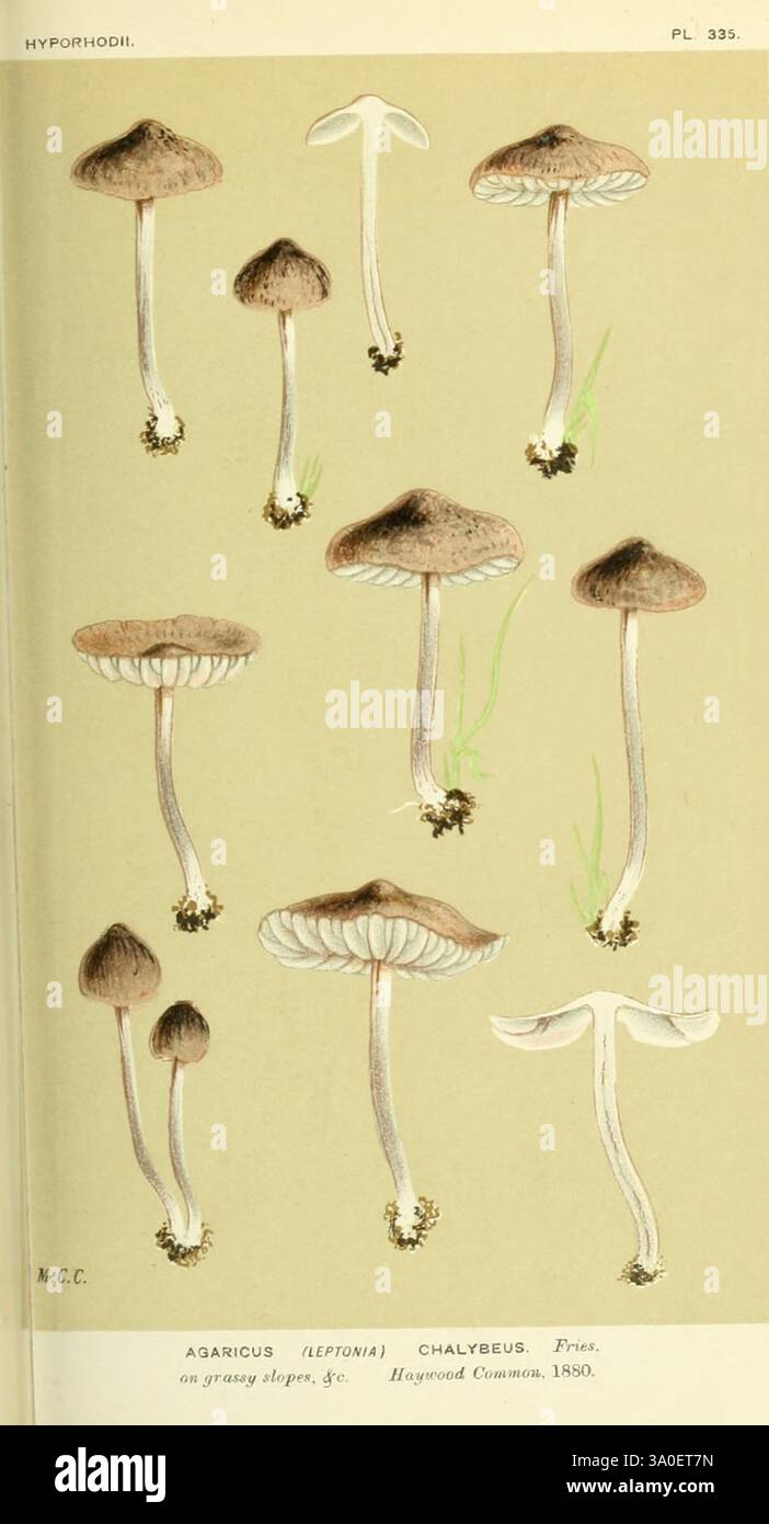 Mushrooms characteristic shape hi-res stock photography and images - Alamy