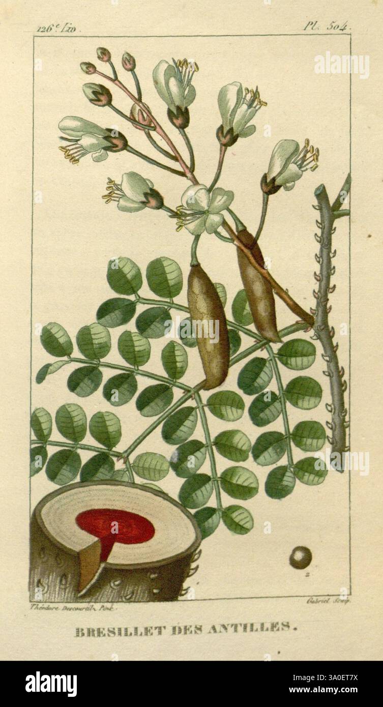 Flore médicale des Antilles, ou, Traité des plantes usuelles, Paris ...