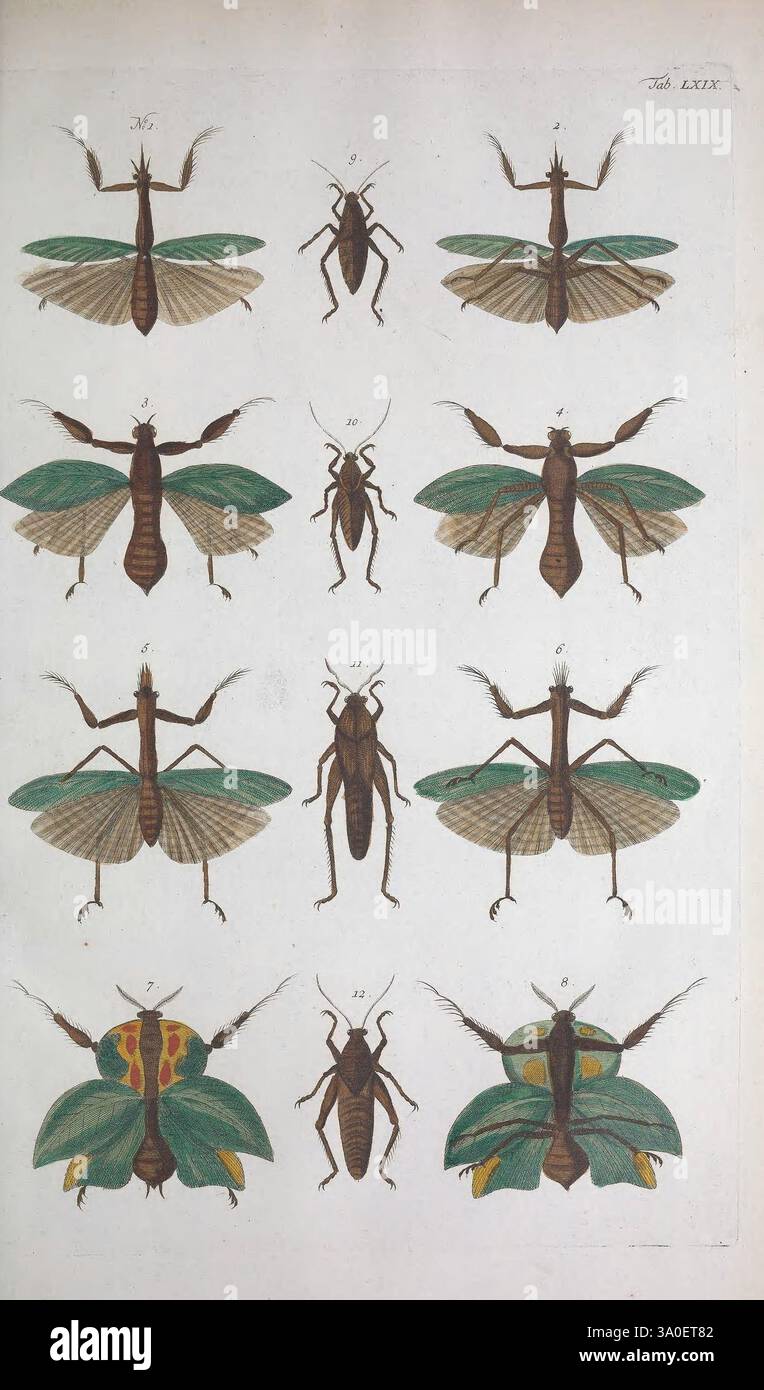 Insect features detailed anatomical characteristics hi-res stock ...