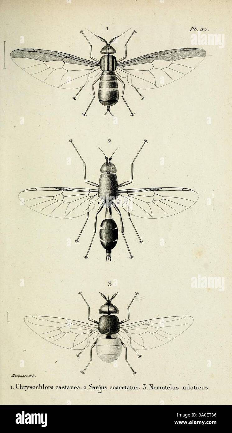 Showcasing unique morphological traits hi-res stock photography and ...