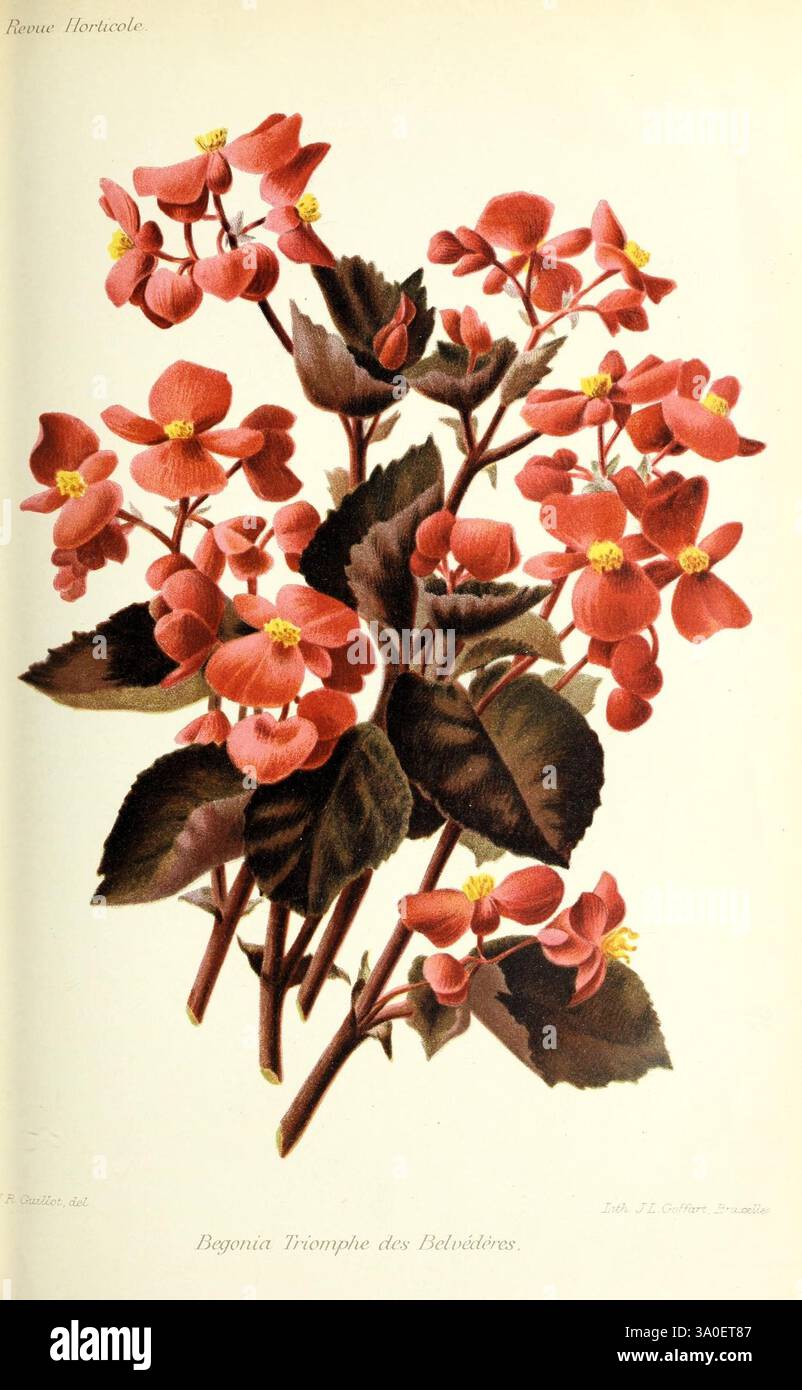 Vibrant bouquet of begonias showcases hi-res stock photography and ...