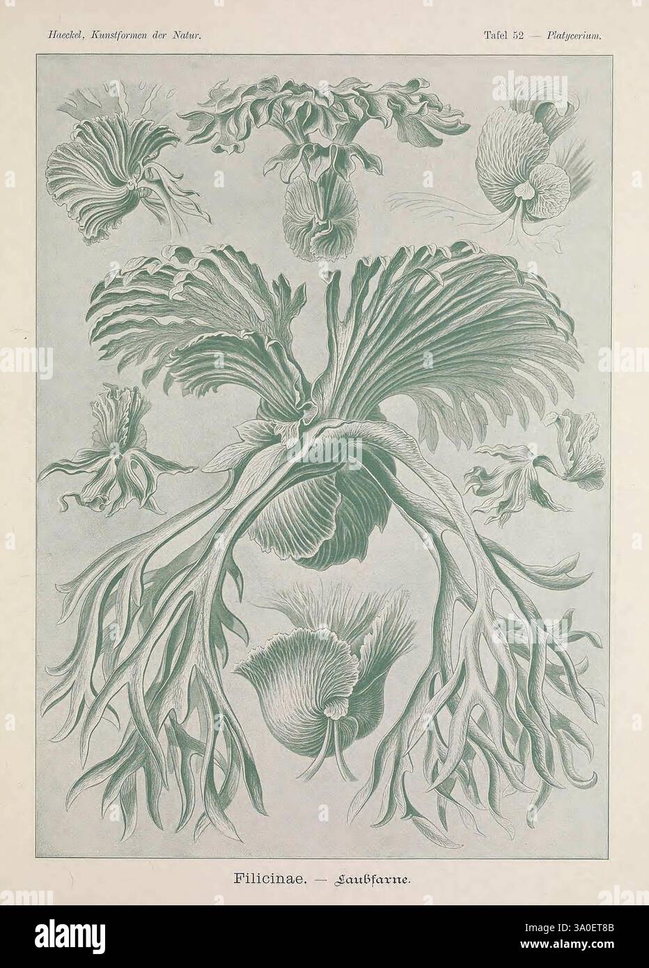 Branching root systems hi-res stock photography and images - Alamy