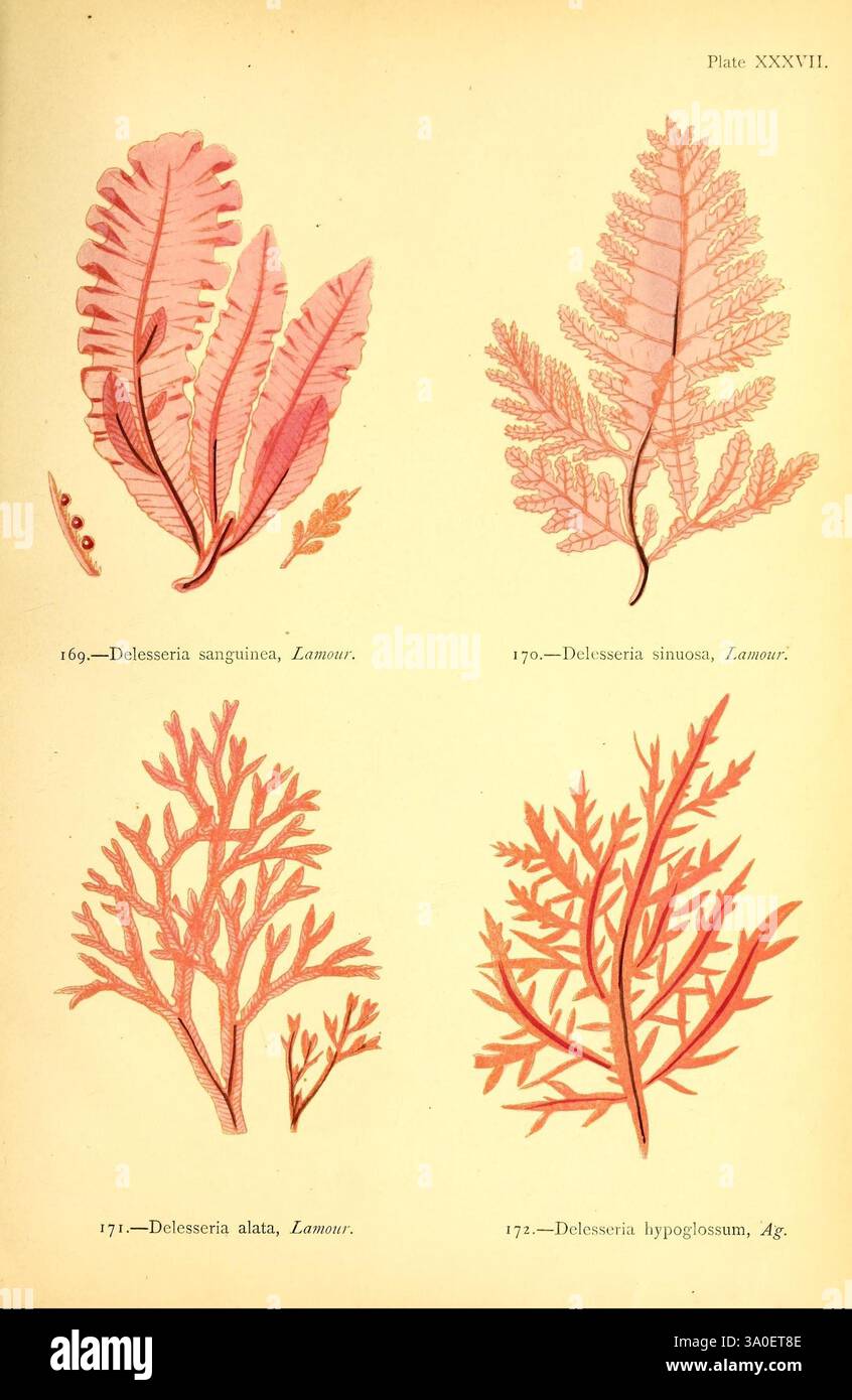 Displaying subtle variations in texture hi-res stock photography and images - Alamy