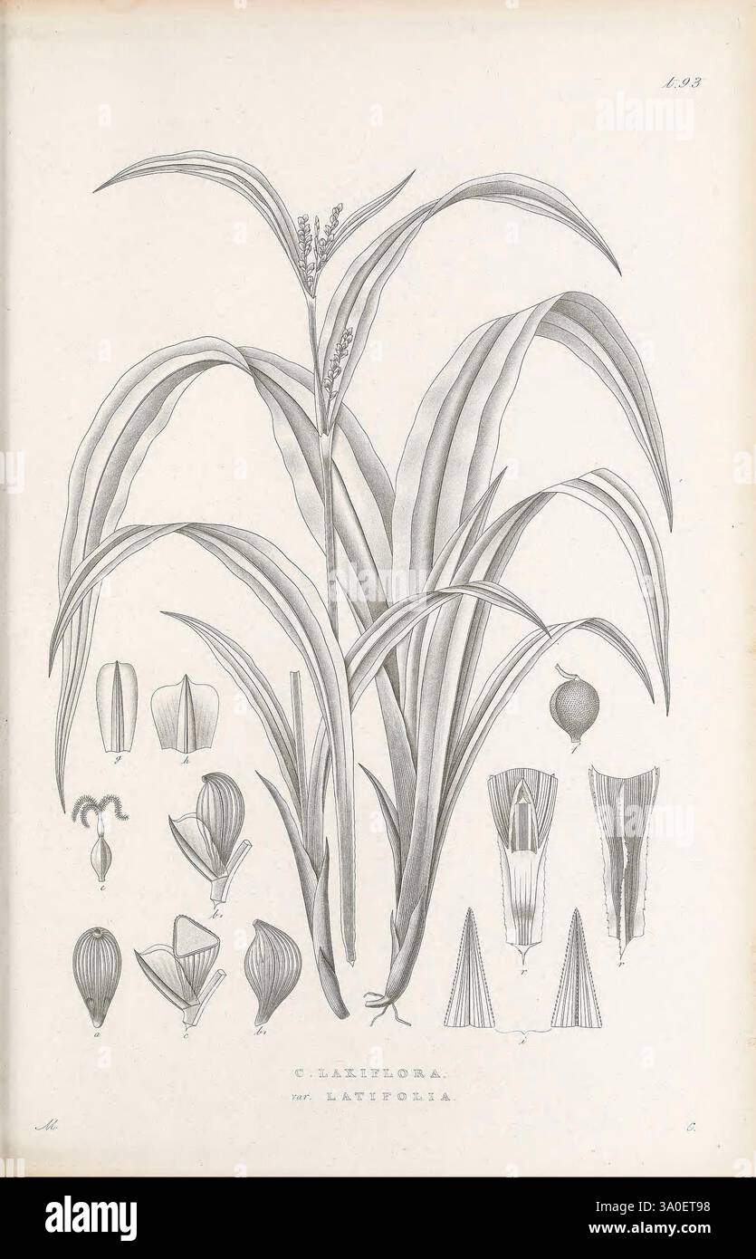Illustrations of the genus Carex London, William Pamplin, 1858-1867 ...