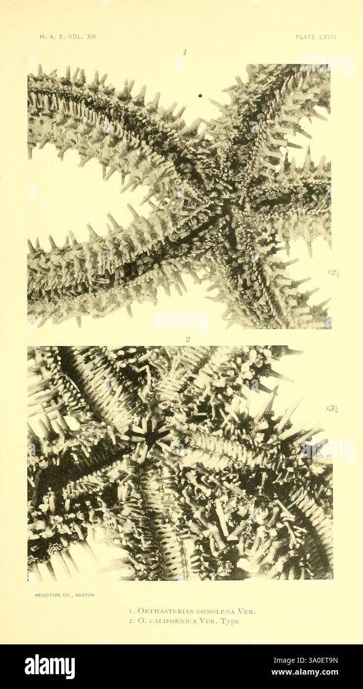 Unique structures of starfish species hi-res stock photography and ...
