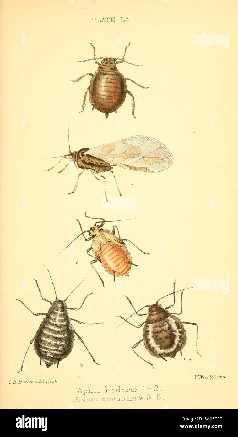 Monograph of the British Aphides, London, 1876-83, aphids, Great ...