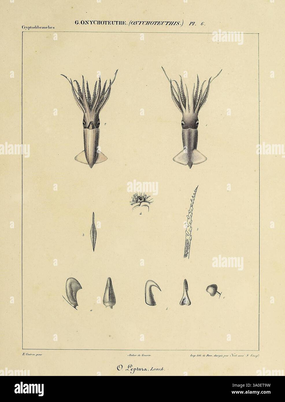 Series of detailed depictions of various cephalopod species hi-res ...