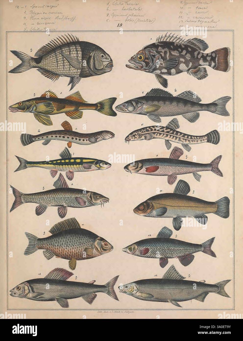 Fish arranged in patterns hi-res stock photography and images - Alamy