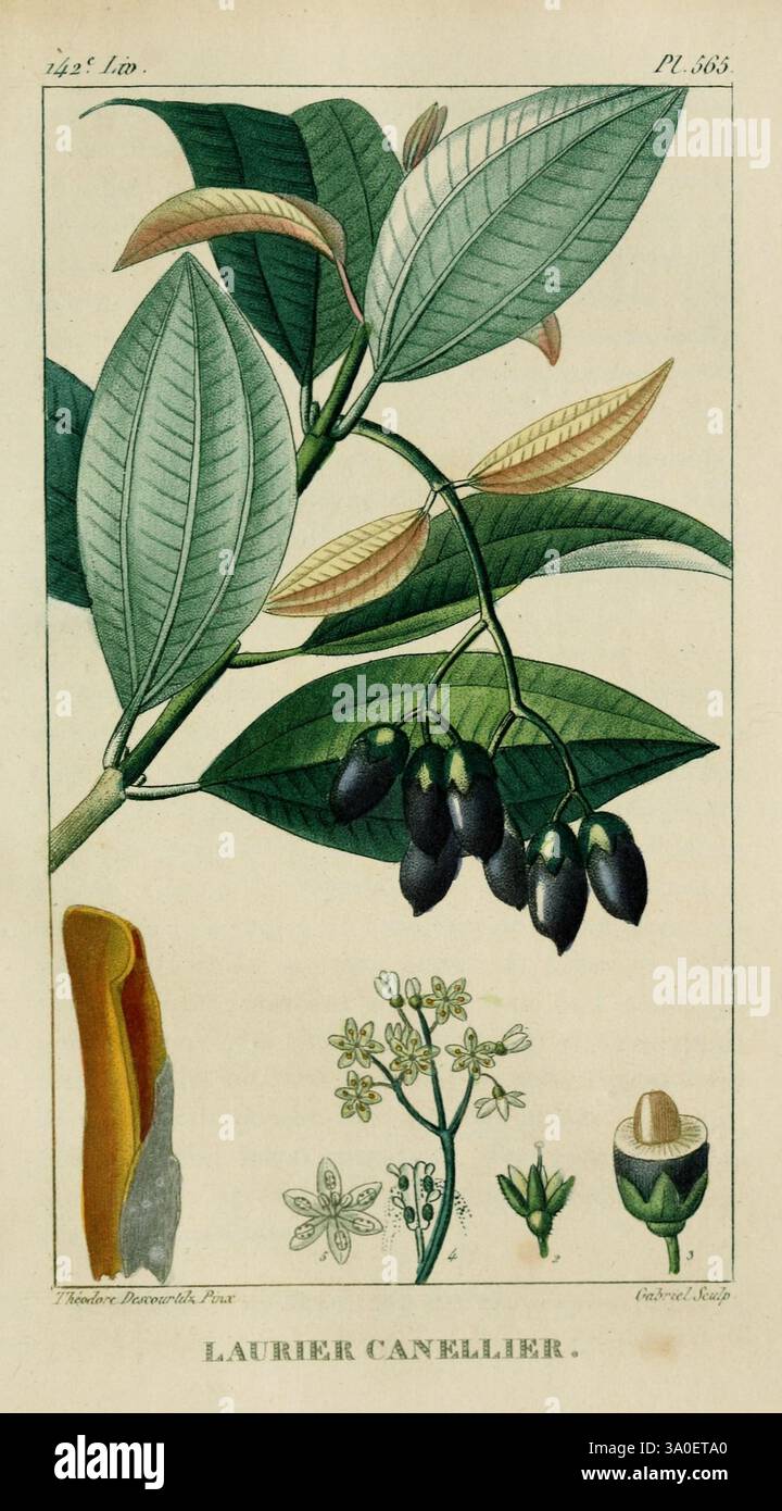 Laurier canellier hi-res stock photography and images - Alamy