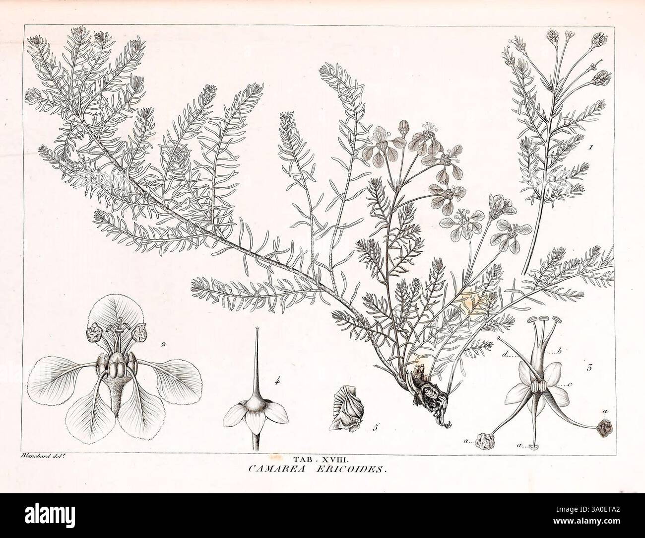 Belin 1824 brazil description hi-res stock photography and images - Alamy