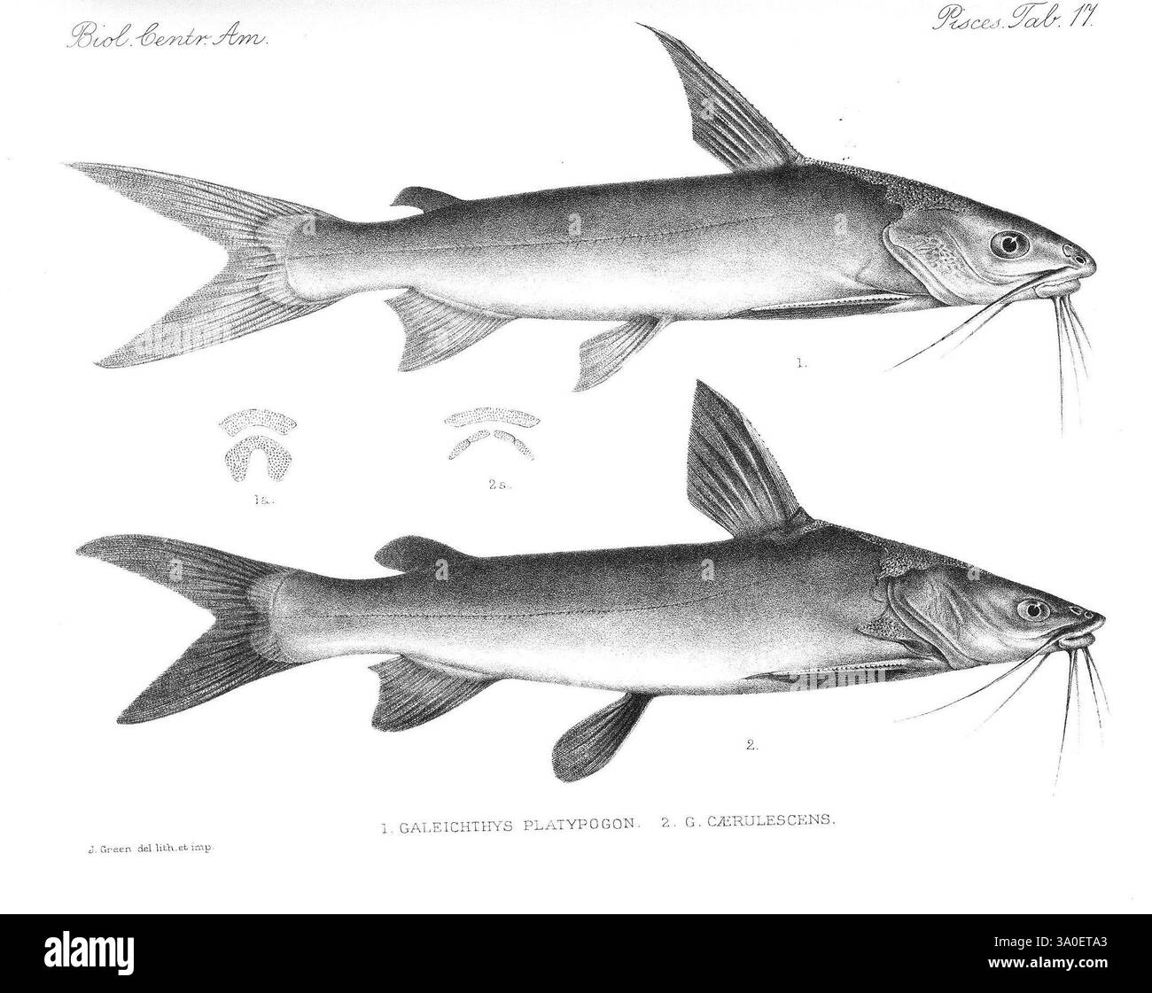 Illustration features two species of fish hi-res stock photography and ...