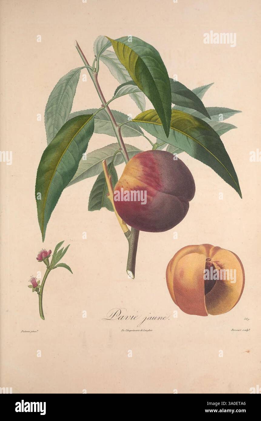 Pomologie française, Paris, Langlois et Leclercq, 1846, Arbres ...