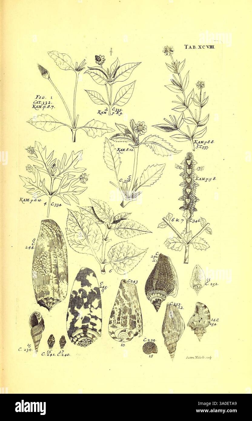 Assembly of different seed pods hi-res stock photography and images - Alamy