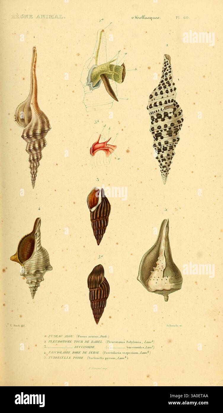 Conical varieties adorned hi-res stock photography and images - Alamy