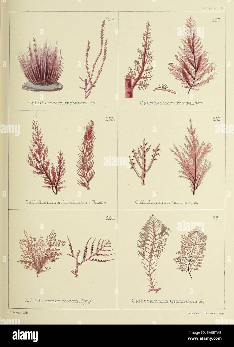 Professor weeds hi-res stock photography and images - Alamy