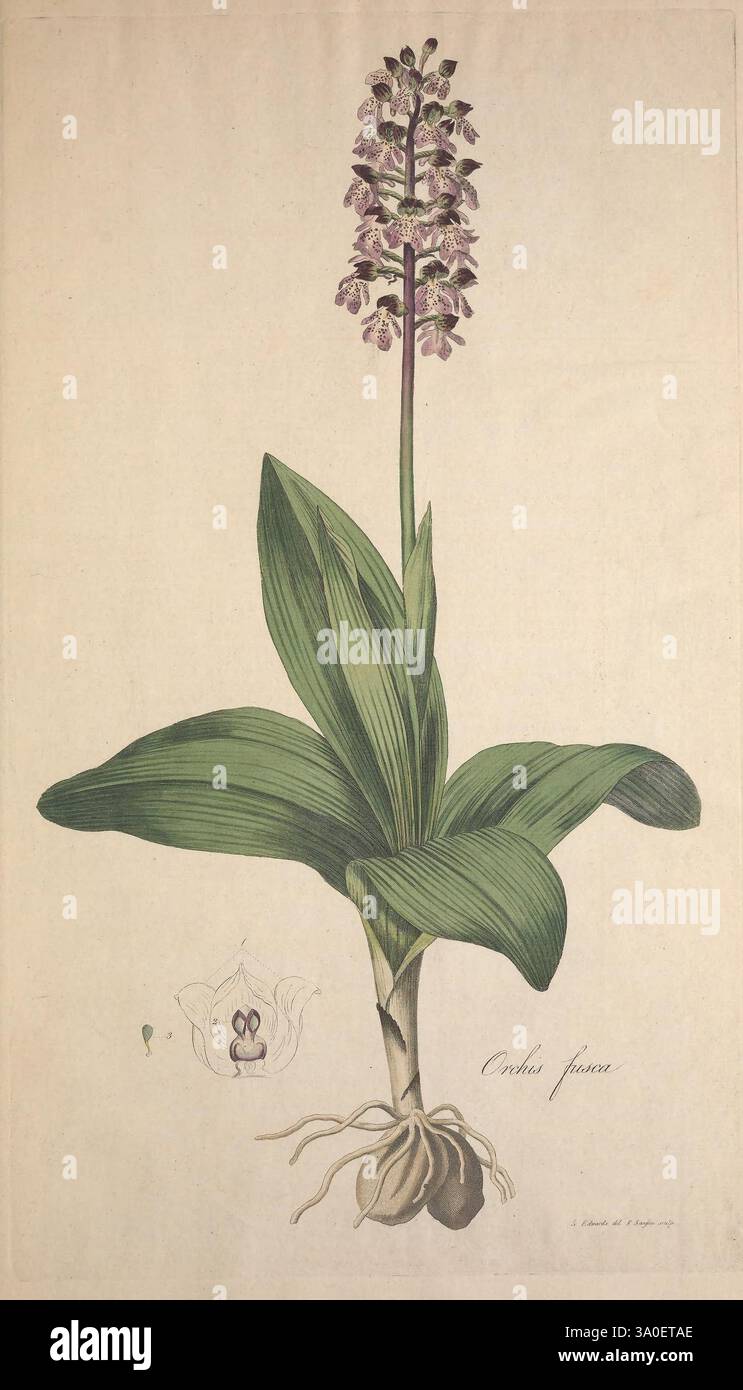 Orchis fusca flower hi-res stock photography and images - Alamy